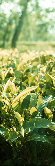 Largest Tea Estate in Asia | 1.8 Billion Cups of Tea Produced Every Year