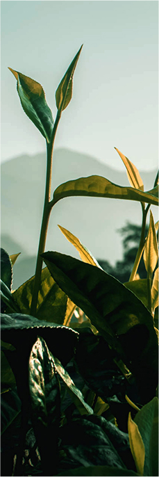 Largest Tea Estate in Asia | 1.8 Billion Cups of Tea Produced Every Year