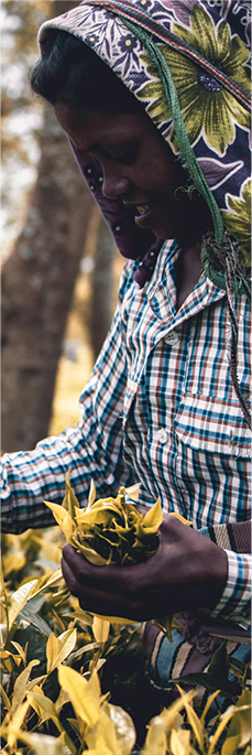 Largest Tea Estate in Asia | 1.8 Billion Cups of Tea Produced Every Year